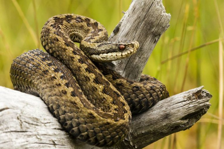 Żmija zygzakowata (Vipera berus) - jedyny jadowity wąż w Polsce